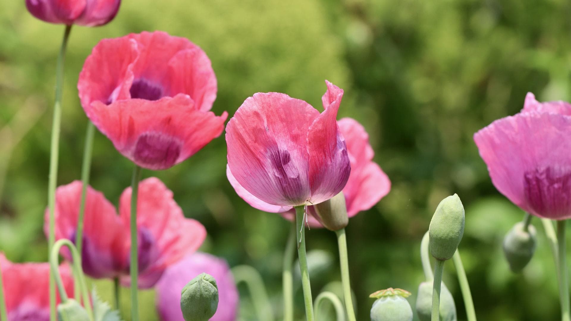 Wie gesund ist Mohn wirklich?
