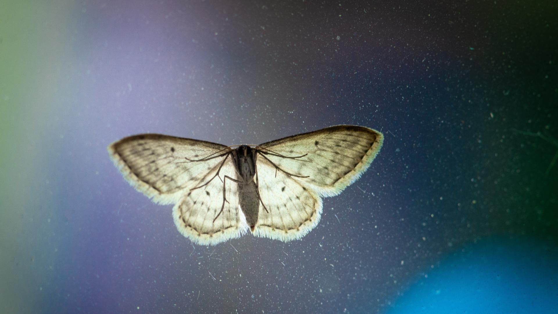 Hausmittel gegen Motten: Die besten Tipps