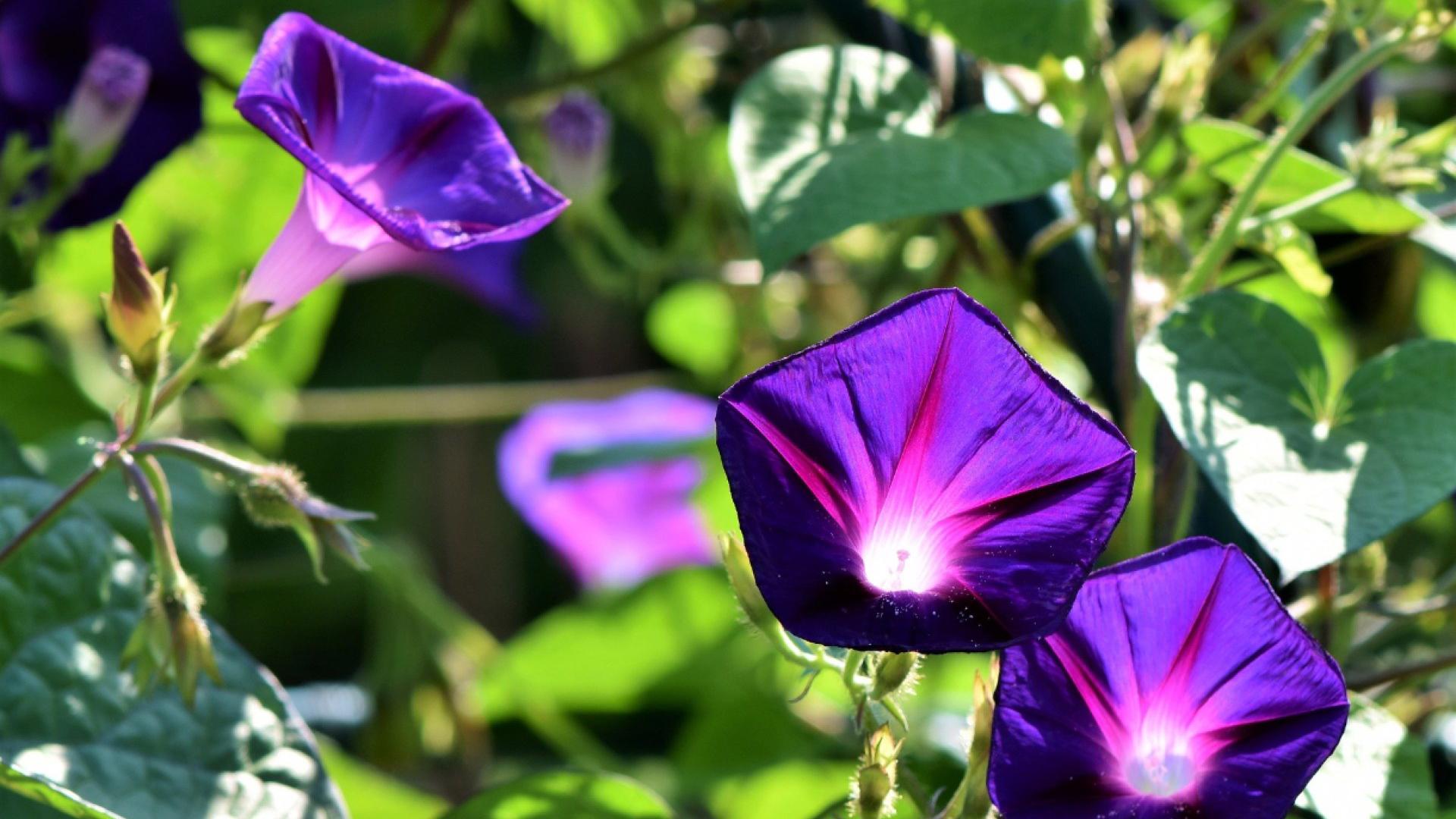 Prunkwinde: Aussaat und Pflege