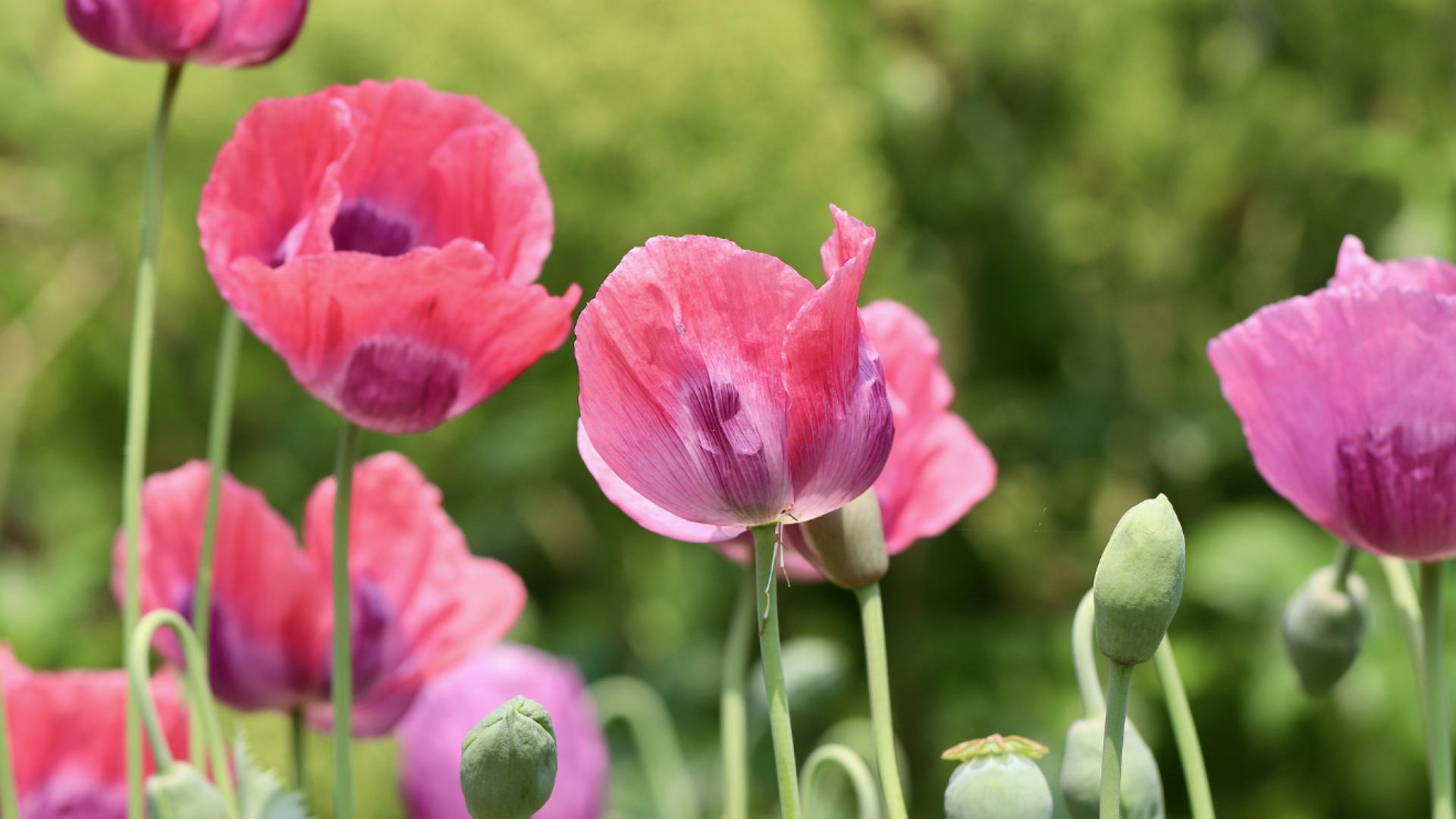 Wie gesund ist Mohn wirklich?