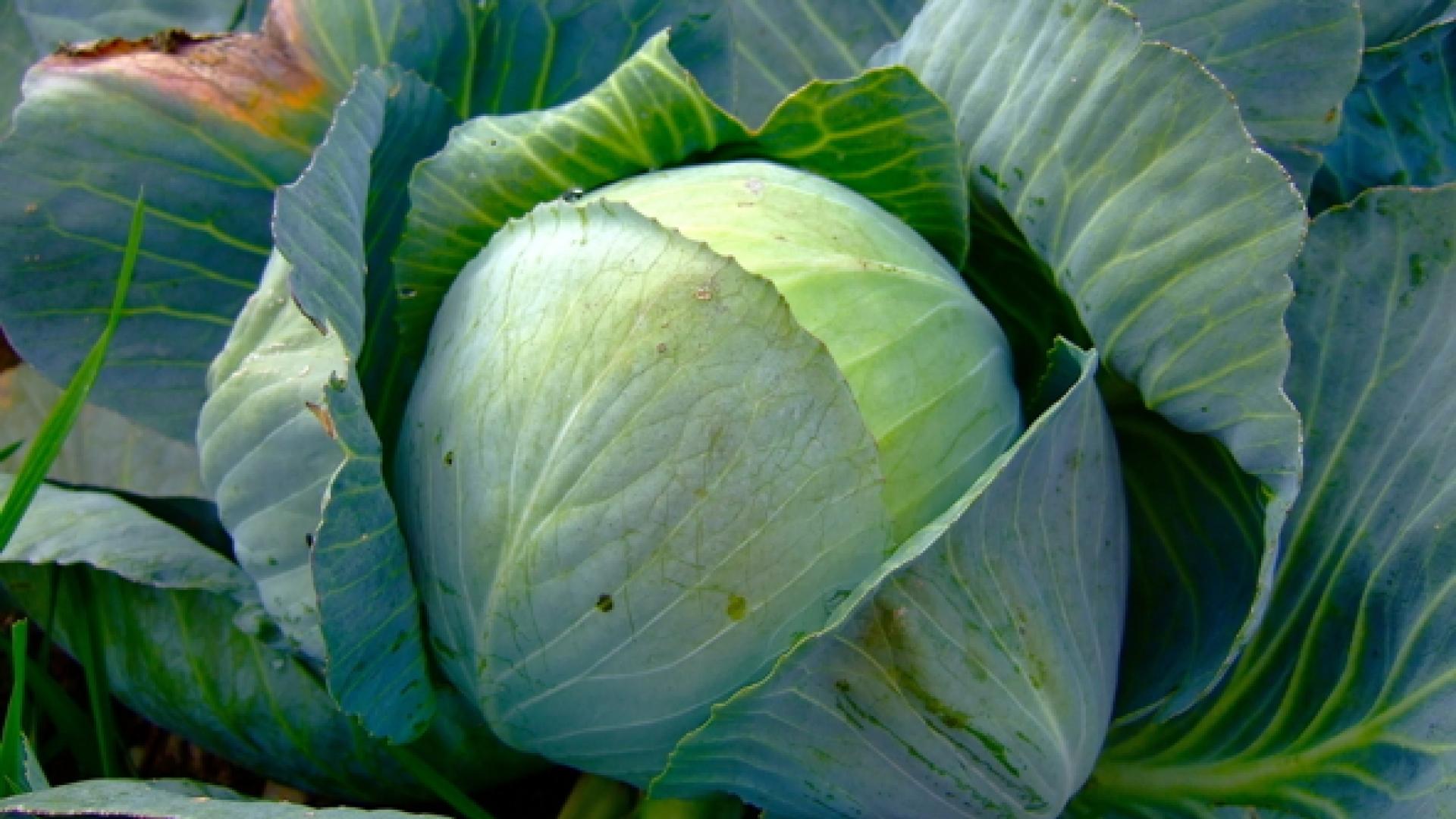 Weißkohl zubereiten: Diese Varianten gibt es