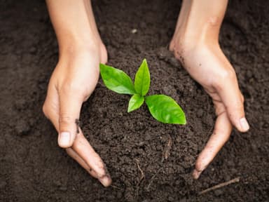 5 Tricks, wie Sie gute Blumenerde erkennen