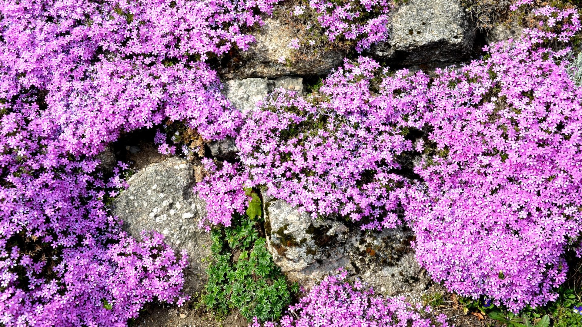 9 Bodendecker, die perfekt in der Sonne gedeihen