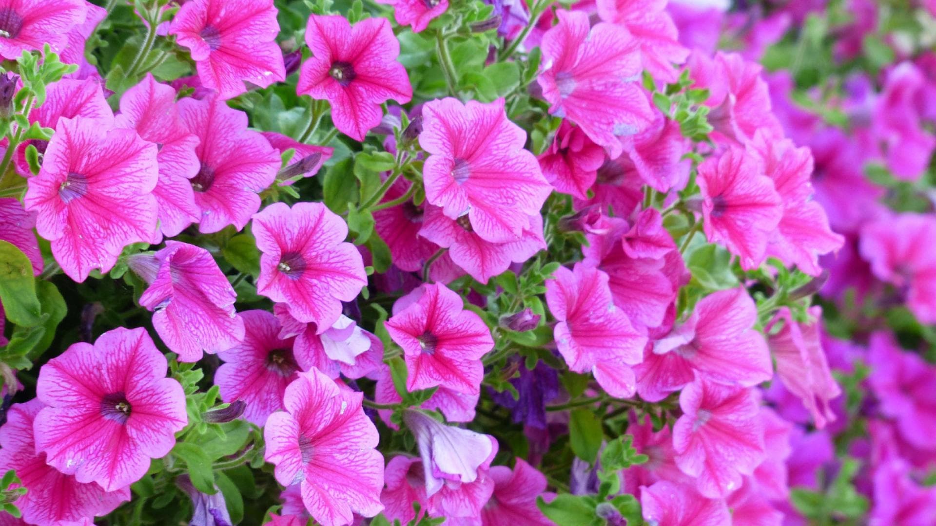 Balkonpflanzen: Die 5 schönsten Blumen in Pink