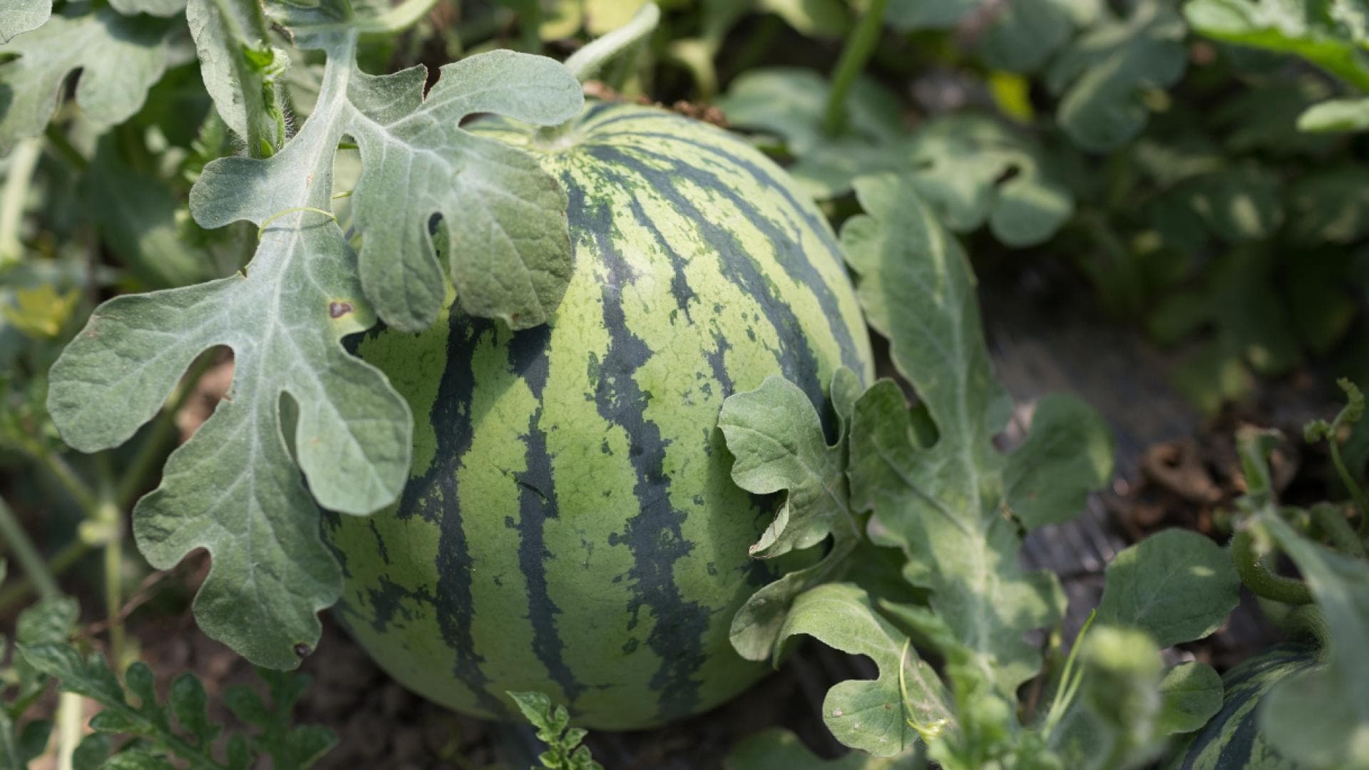 Wassermelone selber pflanzen: Tipps und Anleitung