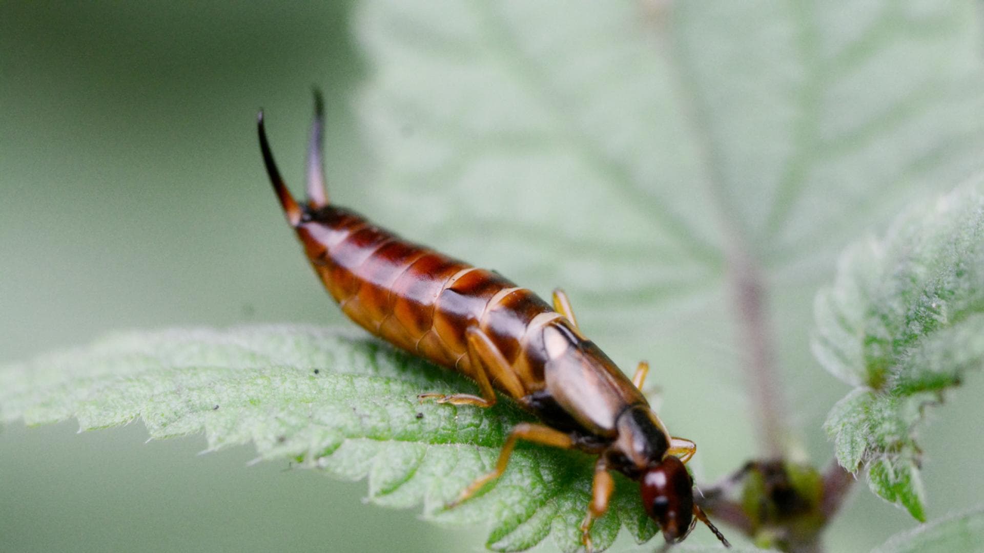 Ohrenkneifer im Garten: So nützlich sind sie wirklich!