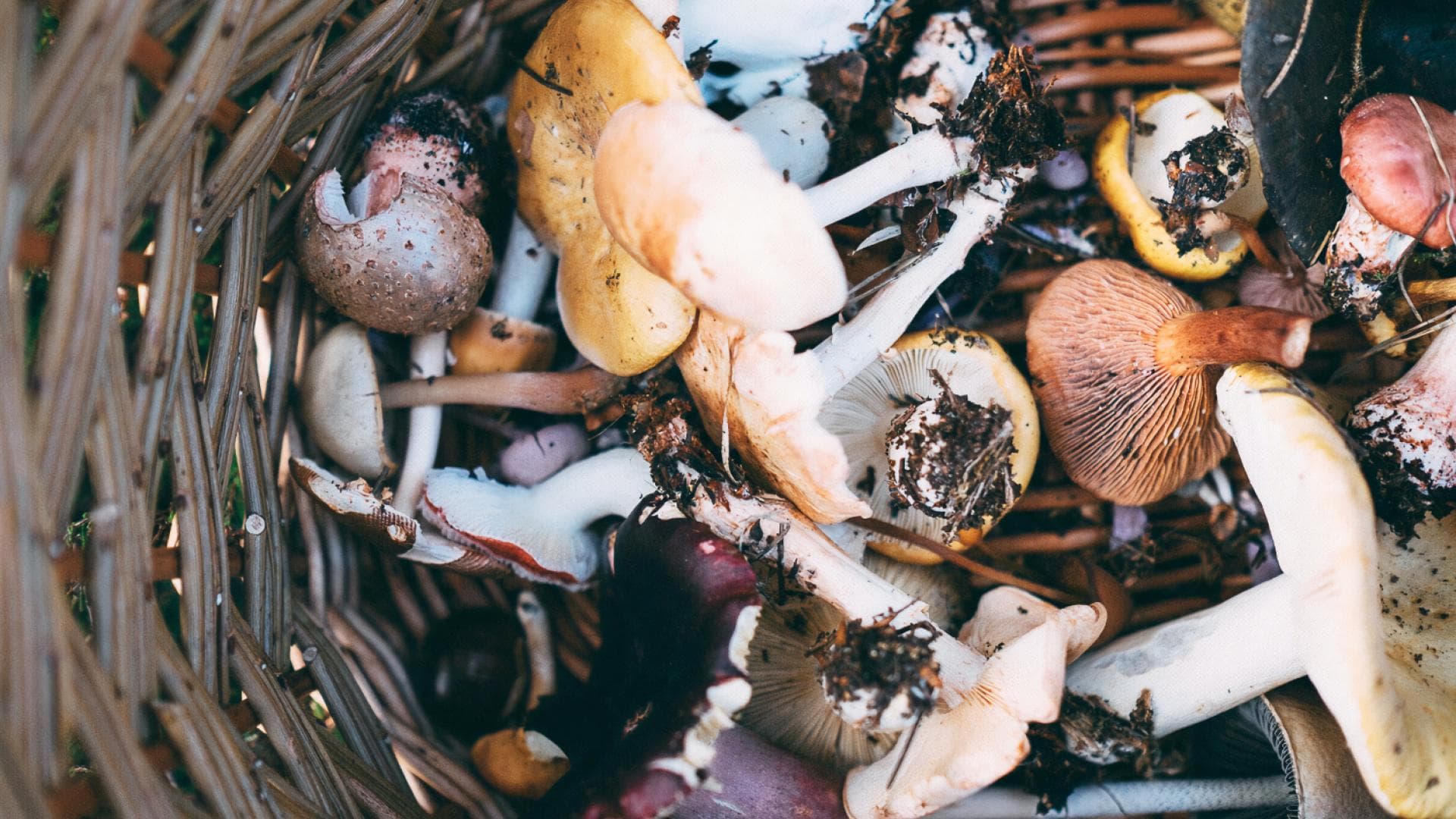 Das ist die beste Zeit zum Pilze sammeln