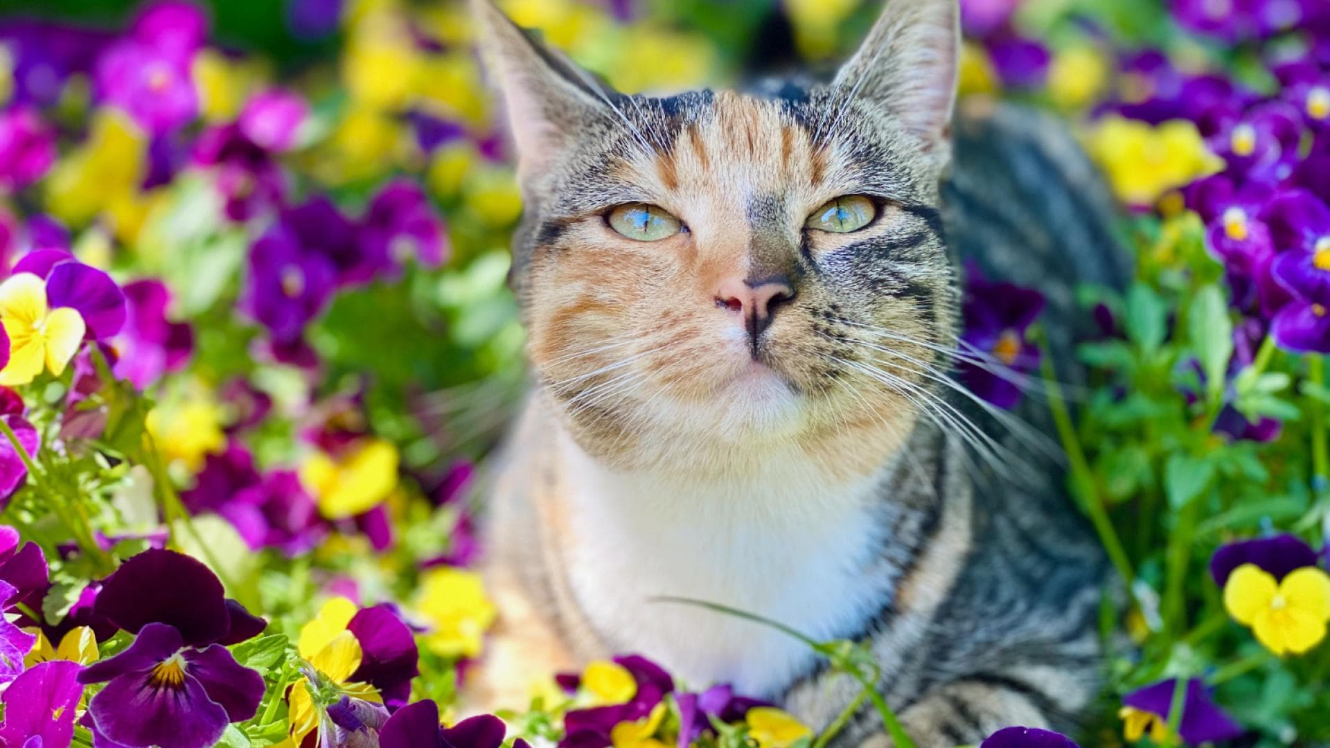 Katzengarten anlegen: Die 4 besten Duftpflanzen