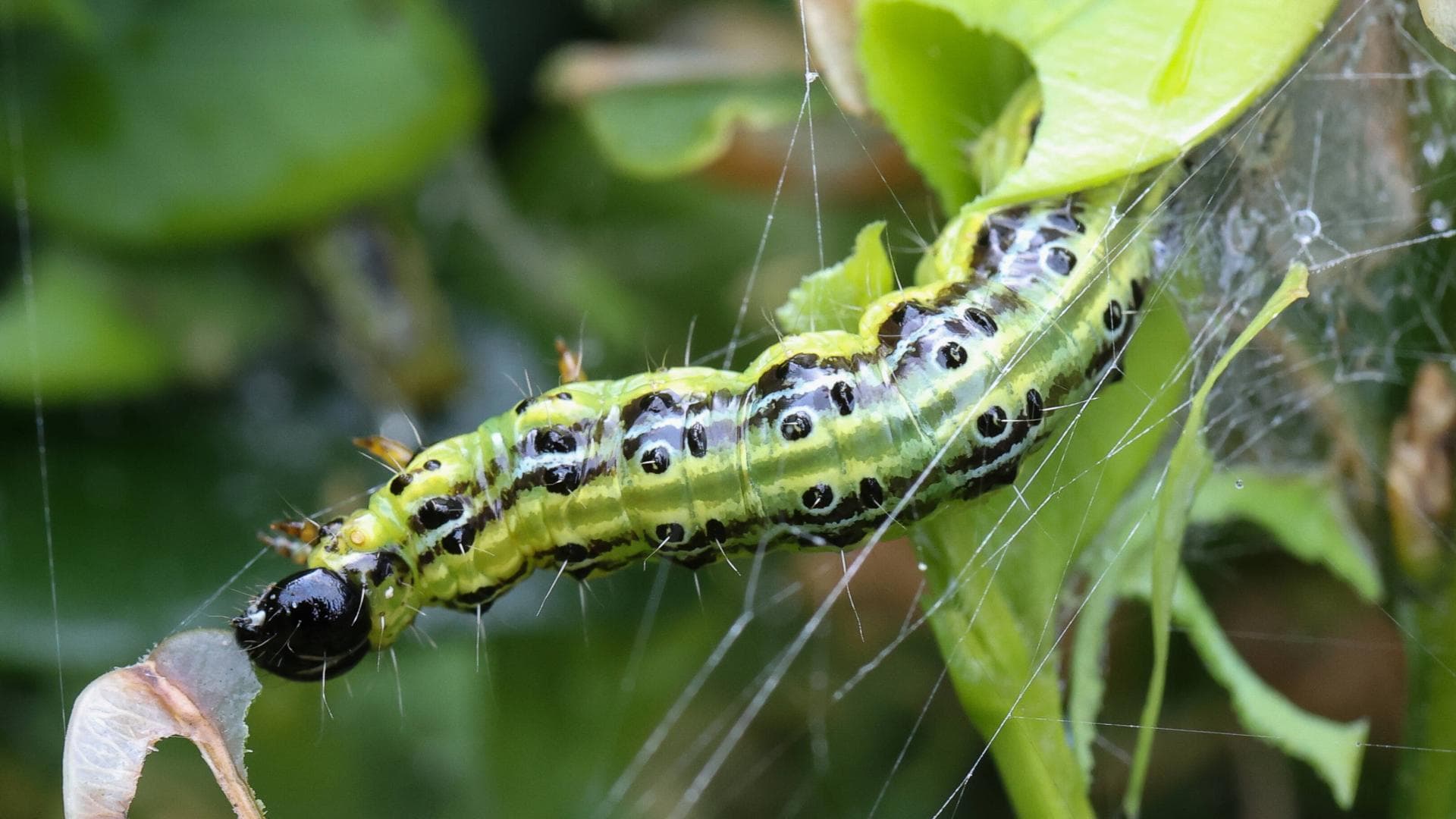 Buchsbaumzünsler: Diese Hausmittel helfen gegen den Schädling