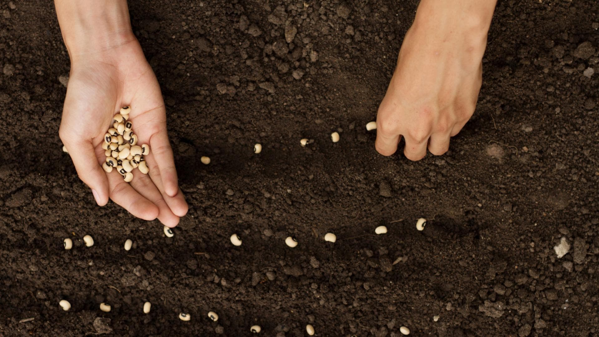 Garten-Tipps: Darum sollten Sie Samen immer mit Zimt bestreuen
