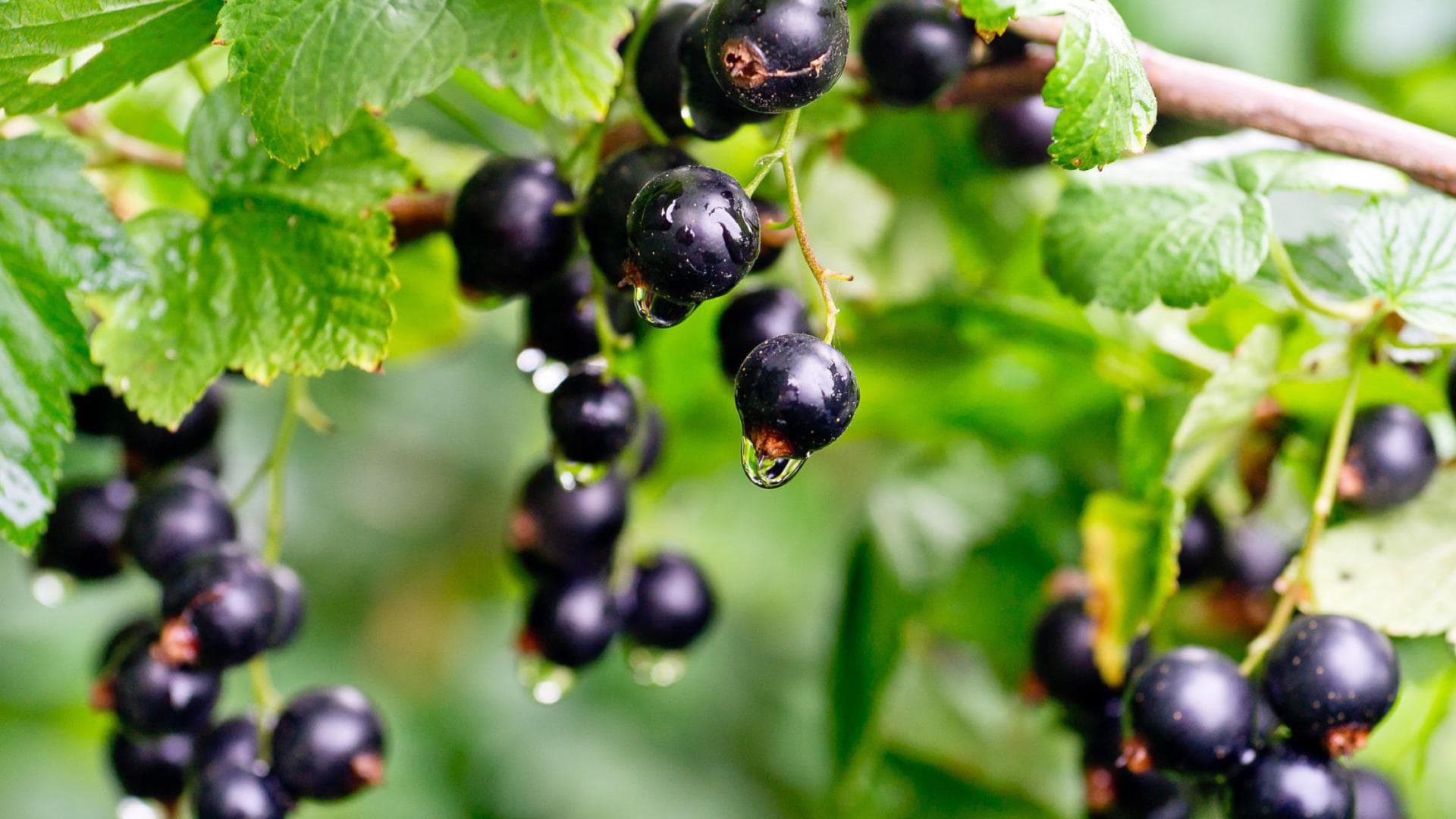 Schwarze Johannisbeere: Infos, Zubereitung und Rezepte