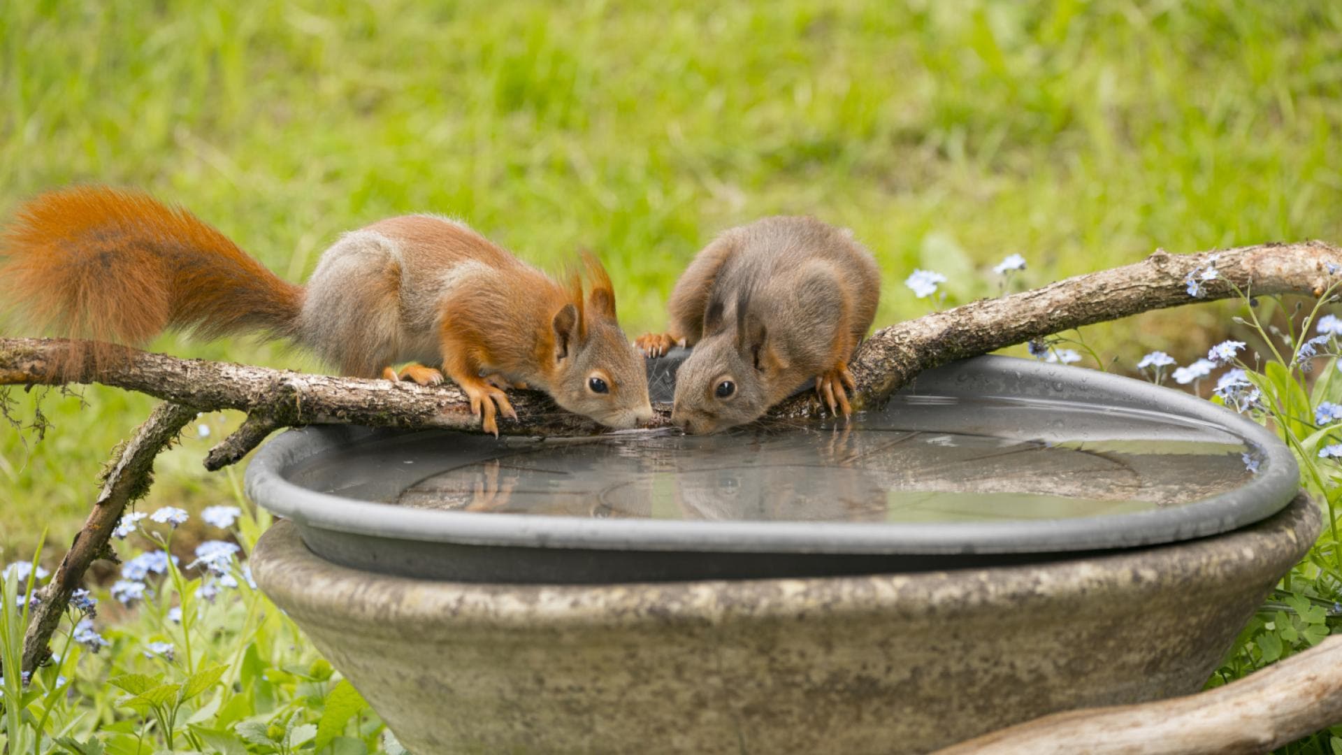 4 Sofort-Tipps, um Wildtieren bei Hitze zu helfen