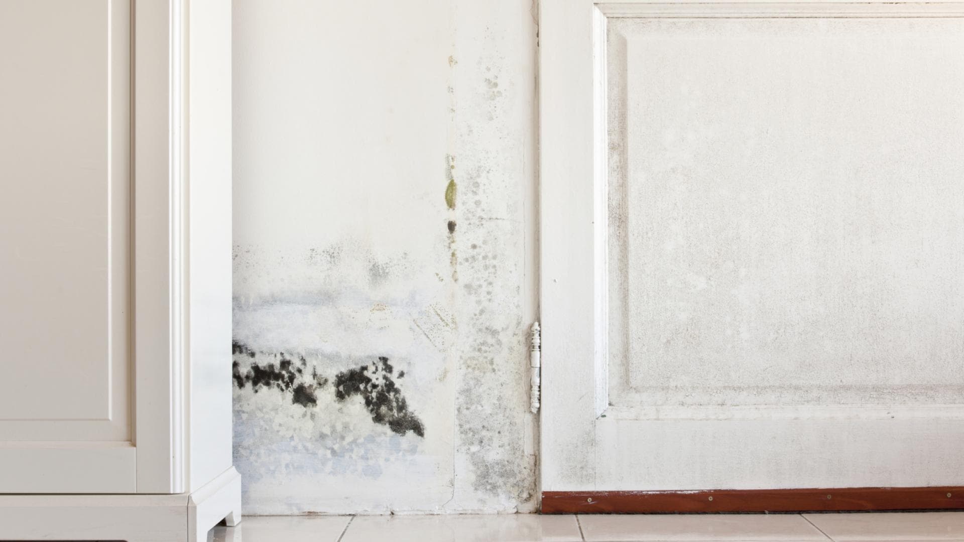 Schimmel in der Wohnung: Ursachen, Symptome, Kosten, Tipps