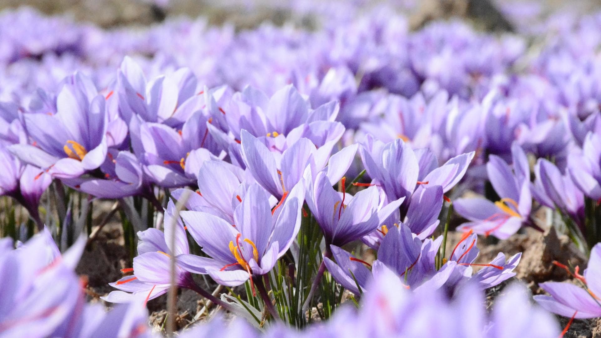 5 Pflanzen, die jetzt schon im Vorgarten blühen