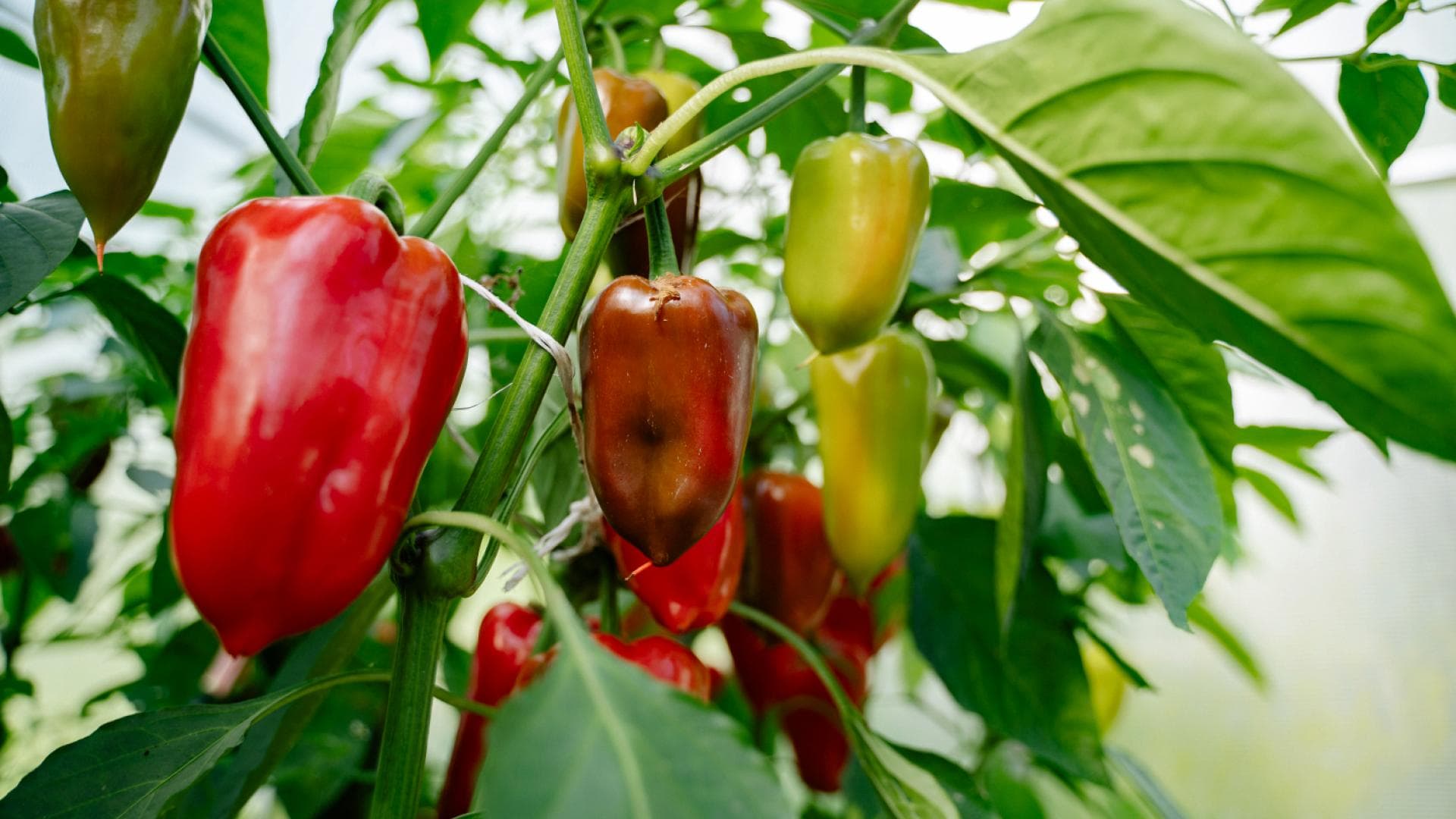 5 Profi-Tipps, um Paprika einfach selber anzubauen