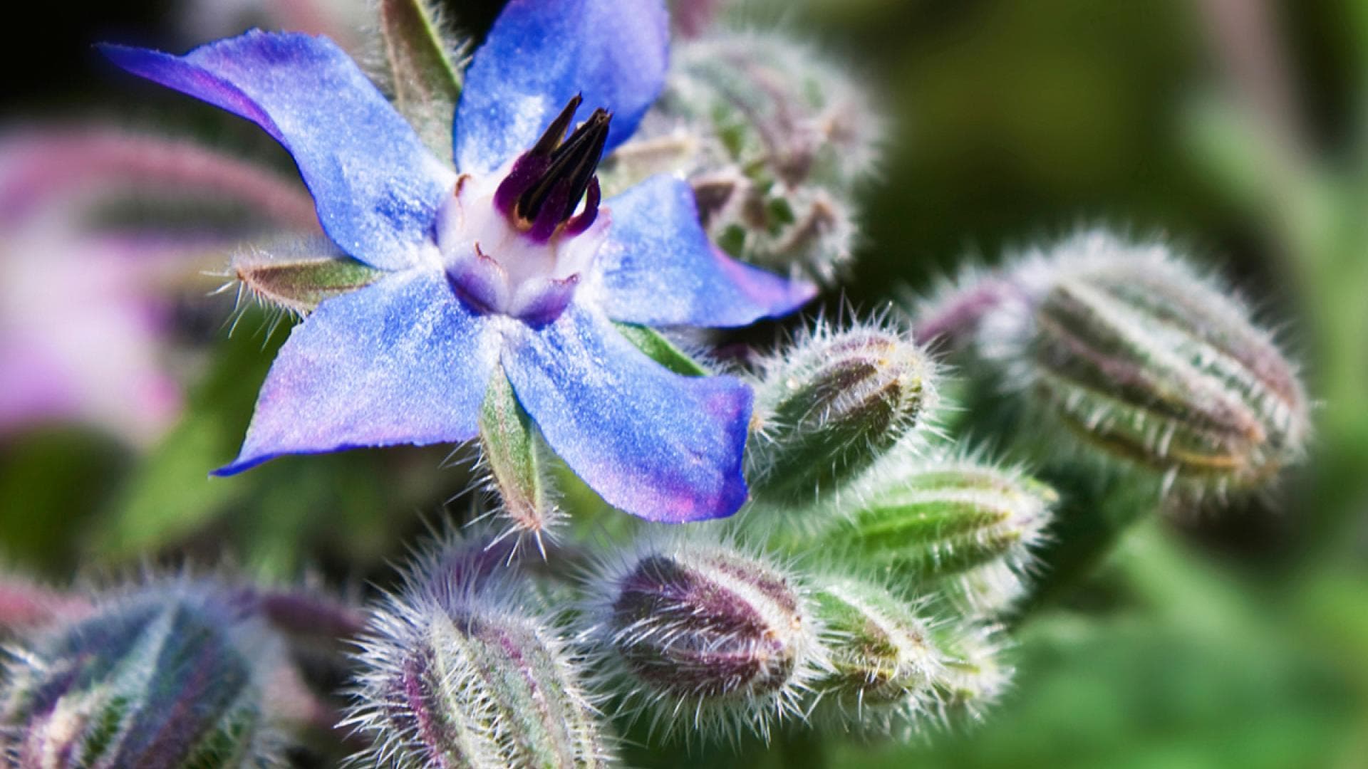 Alles Wissenswerte zu Borretsch