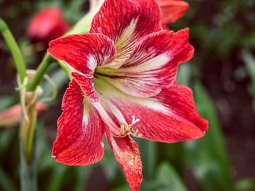 Amaryllis pflegen: So blüht sie auch zum nächsten Weihnachtsfest