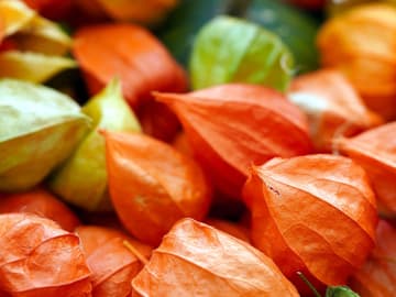 Physalis: 5 Gründe, warum die Frucht so gesund ist