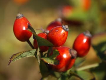 Hagebuttenöl: Anwendung und Wirkung
