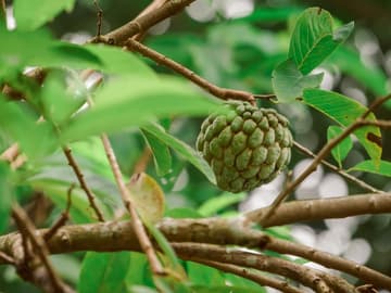 Exotische Früchte: Bilder und Beschreibungen der Obstsorten